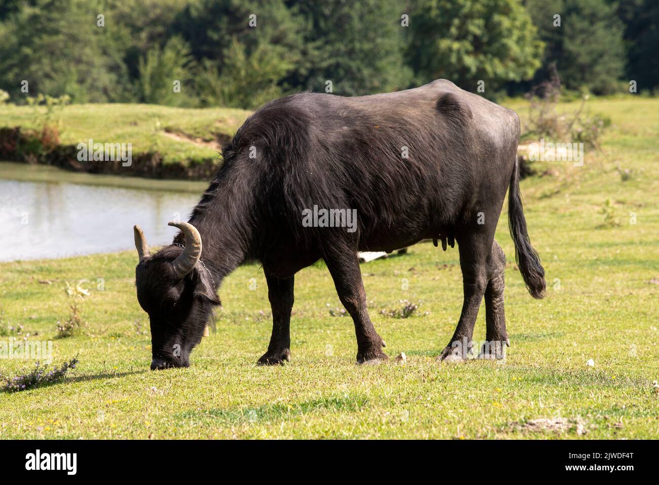 Bisons d'eau dans la prairie. Buffalo pâturage au bord du petit lac ...