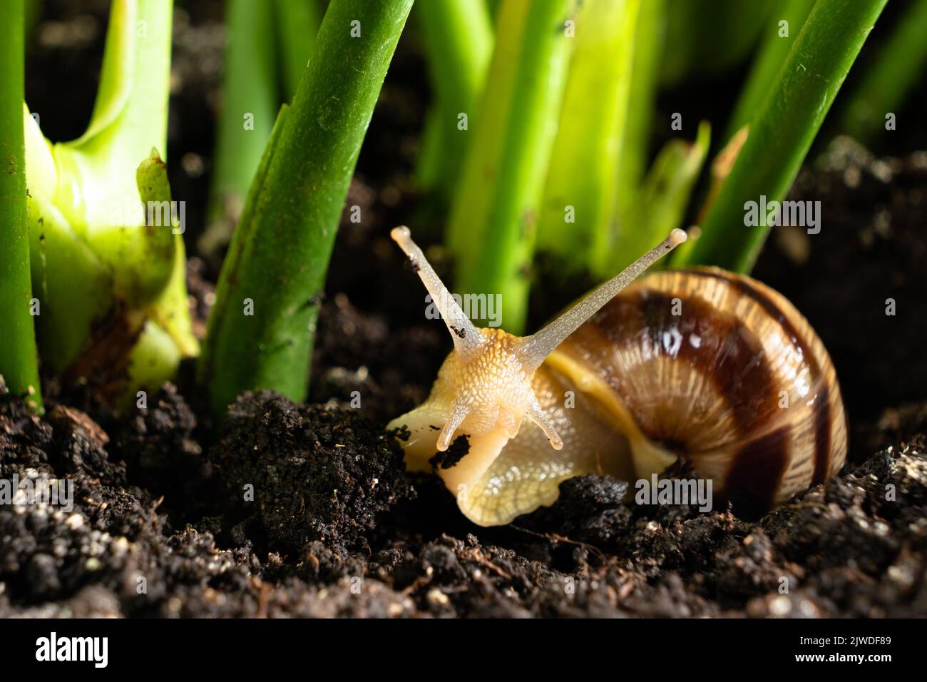 Jardin curieux grand escargot de raisin Helix pomatia rampe dans l ...