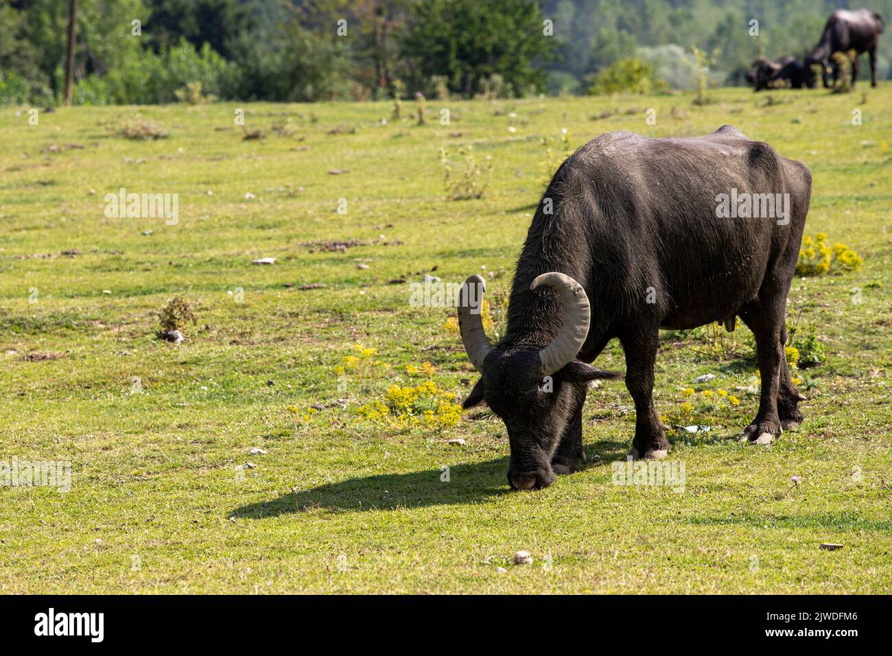 Bisons d'eau dans la prairie. Buffalo pâturage au bord du petit lac ...
