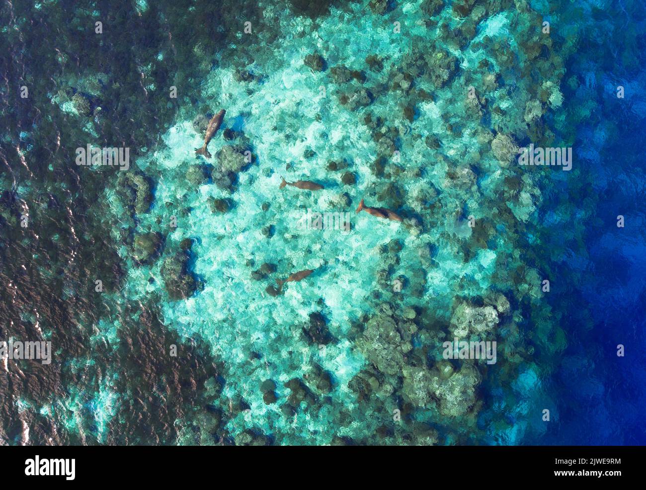 Vue aérienne de quatre dugongs (dugon dugon) nageant dans l'océan, île ...