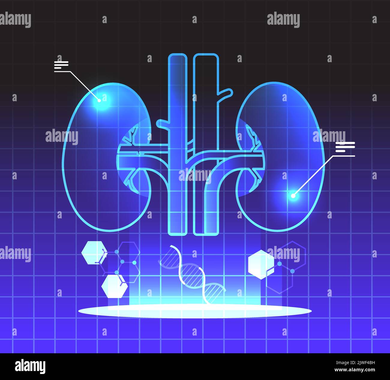 structure anatomique virtuelle des reins corps humain organe interne ...