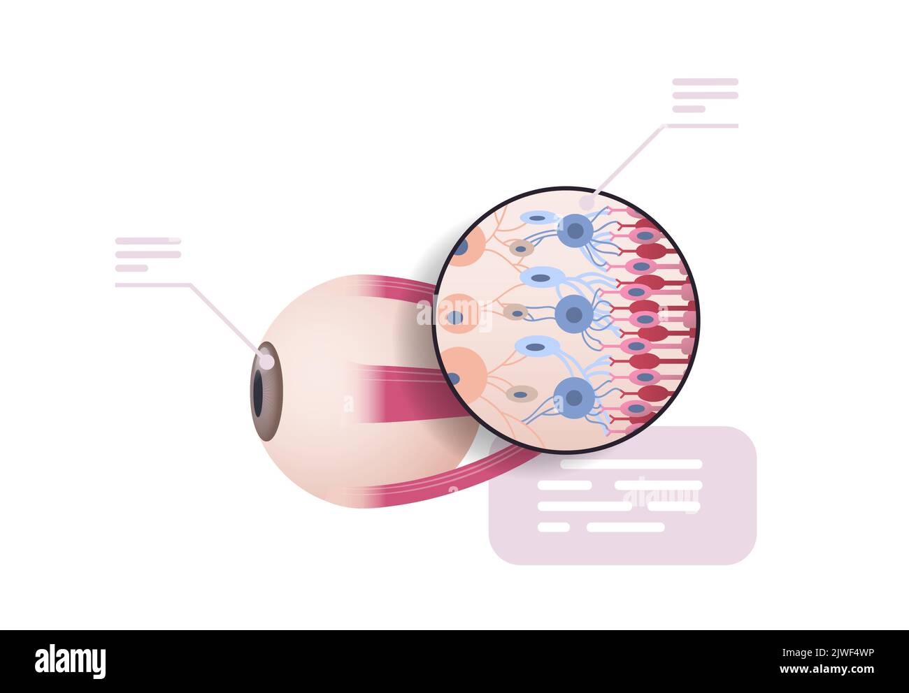 explication détaillée structure de l'œil humain structure interne de l ...