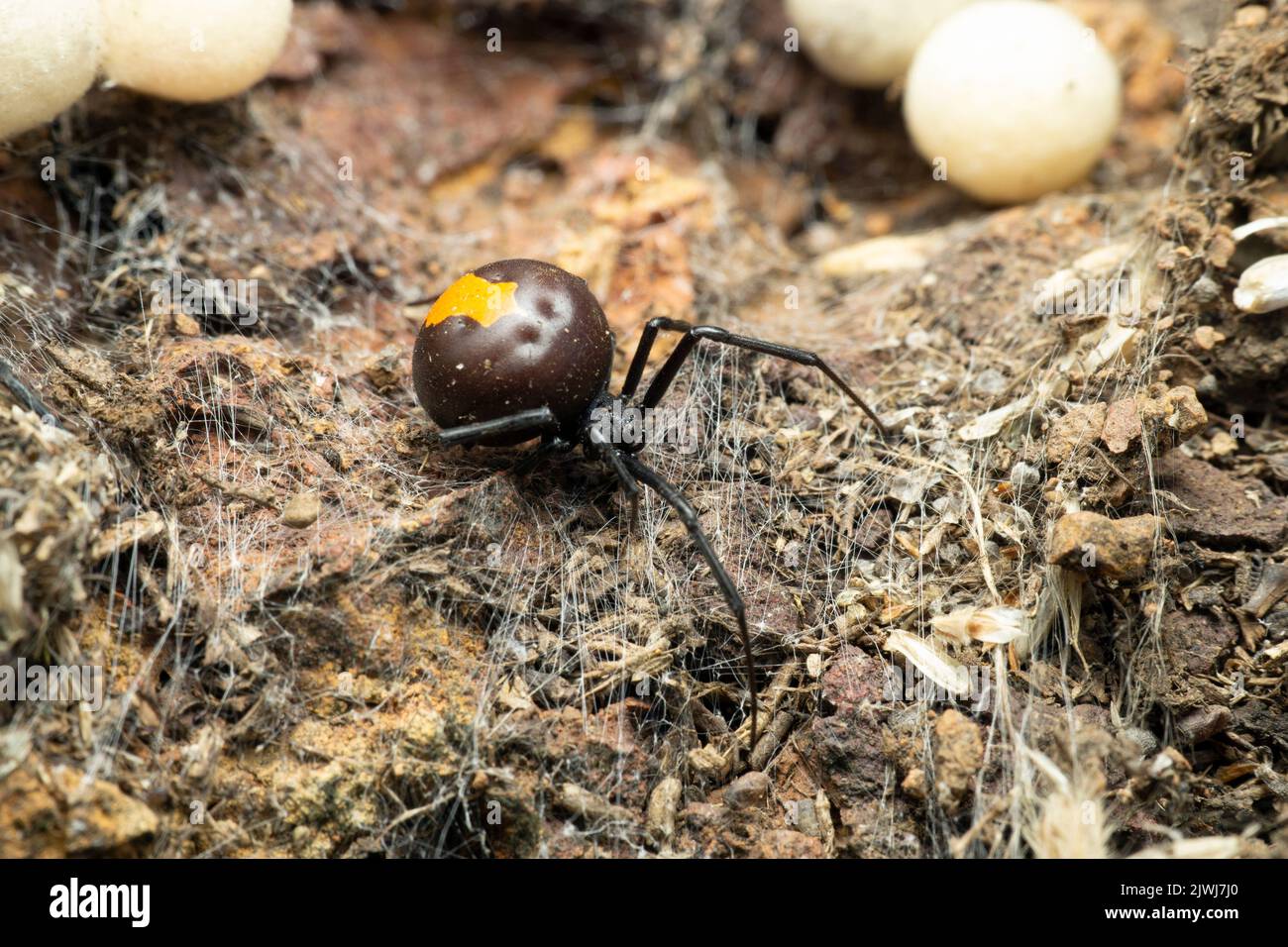 Killer black widow spider Banque de photographies et d’images à haute ...