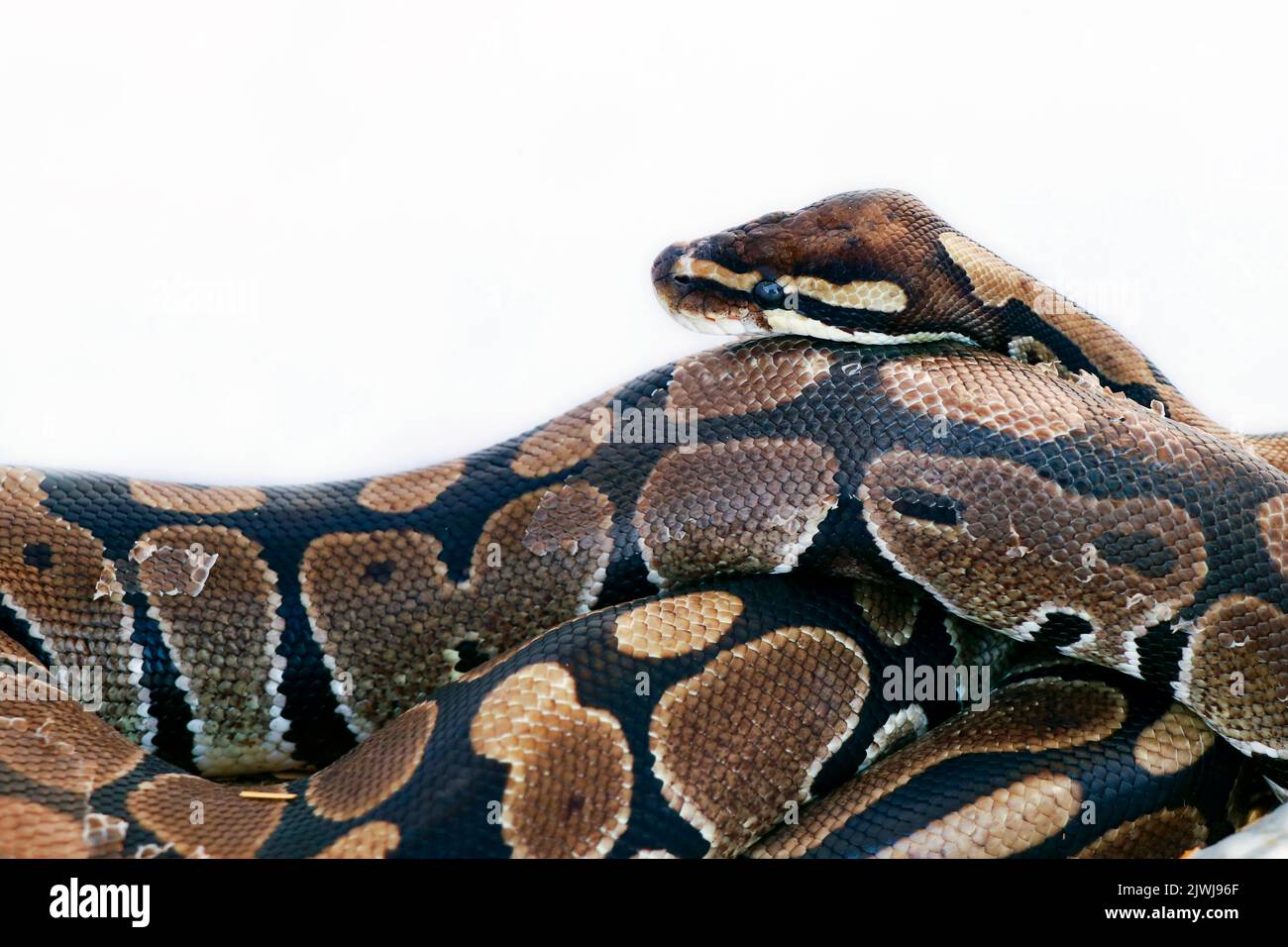 Anaconda snake serpent constrictor head Banque de photographies et d ...