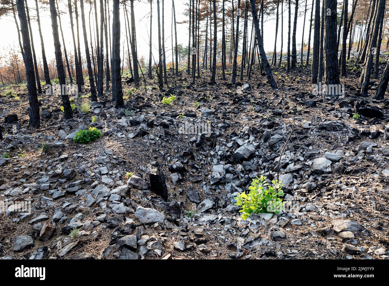 Forêt brûlée et un cratère de la première Guerre mondiale explosion d ...