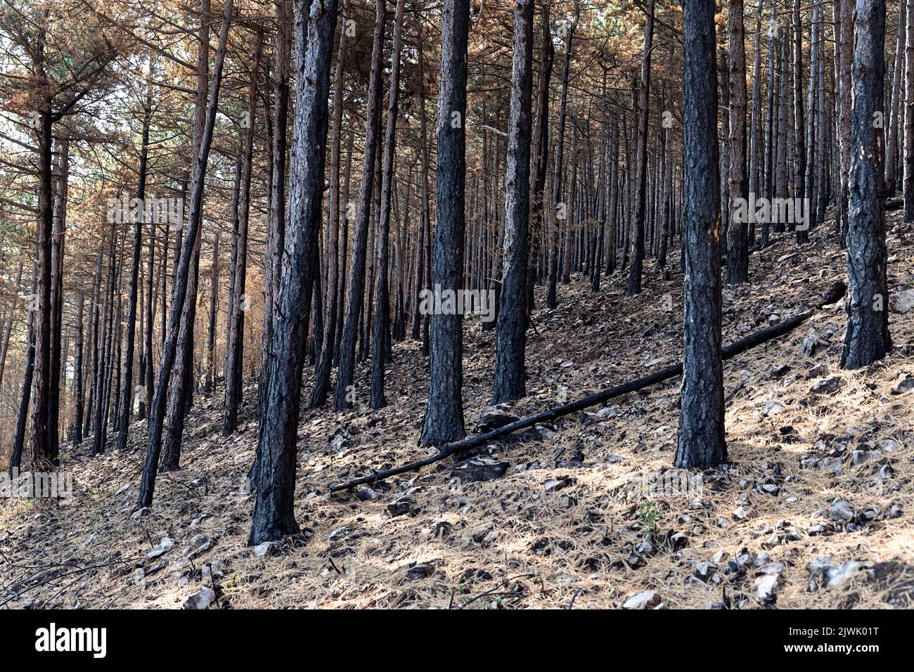 Forêt brûlée après le plus grand incendie de l'histoire de la Slovénie ...