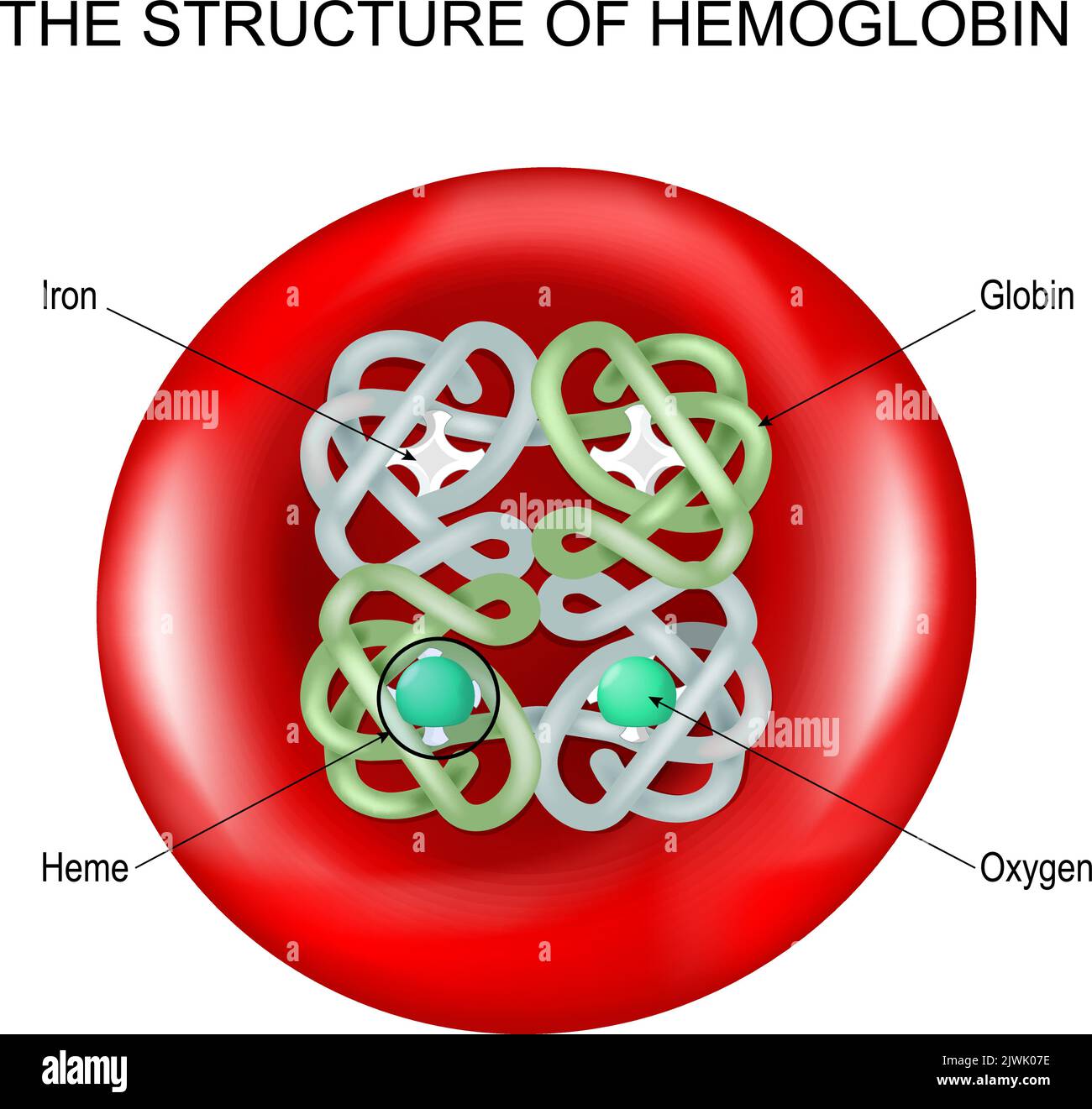 Structure de l'hémoglobine en une cellule rouge. Molécule d'hémoglobine ... Structure de l'hémoglobine en une cellule rouge. Molécule d'hémoglobine ...