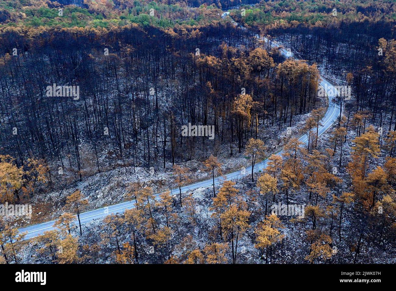 Vue aérienne d'une route venteuse traversant une forêt brûlée après le ...