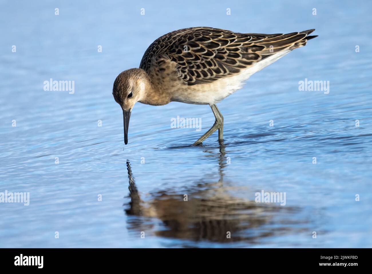 Female ruff reeve Banque de photographies et d’images à haute ...