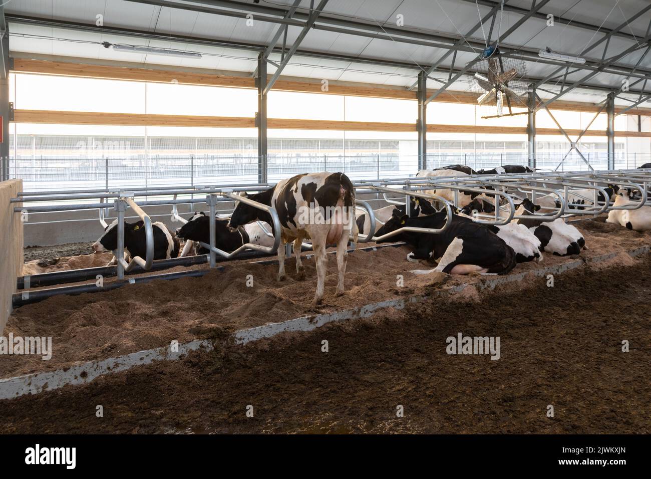 un groupe de vaches en liberté dans un enclos d'une ferme laitière moderne Photo Stock - Alamy