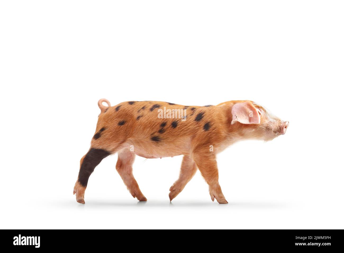 Photo en studio d'un petit cochon avec des taches noires de marche ...