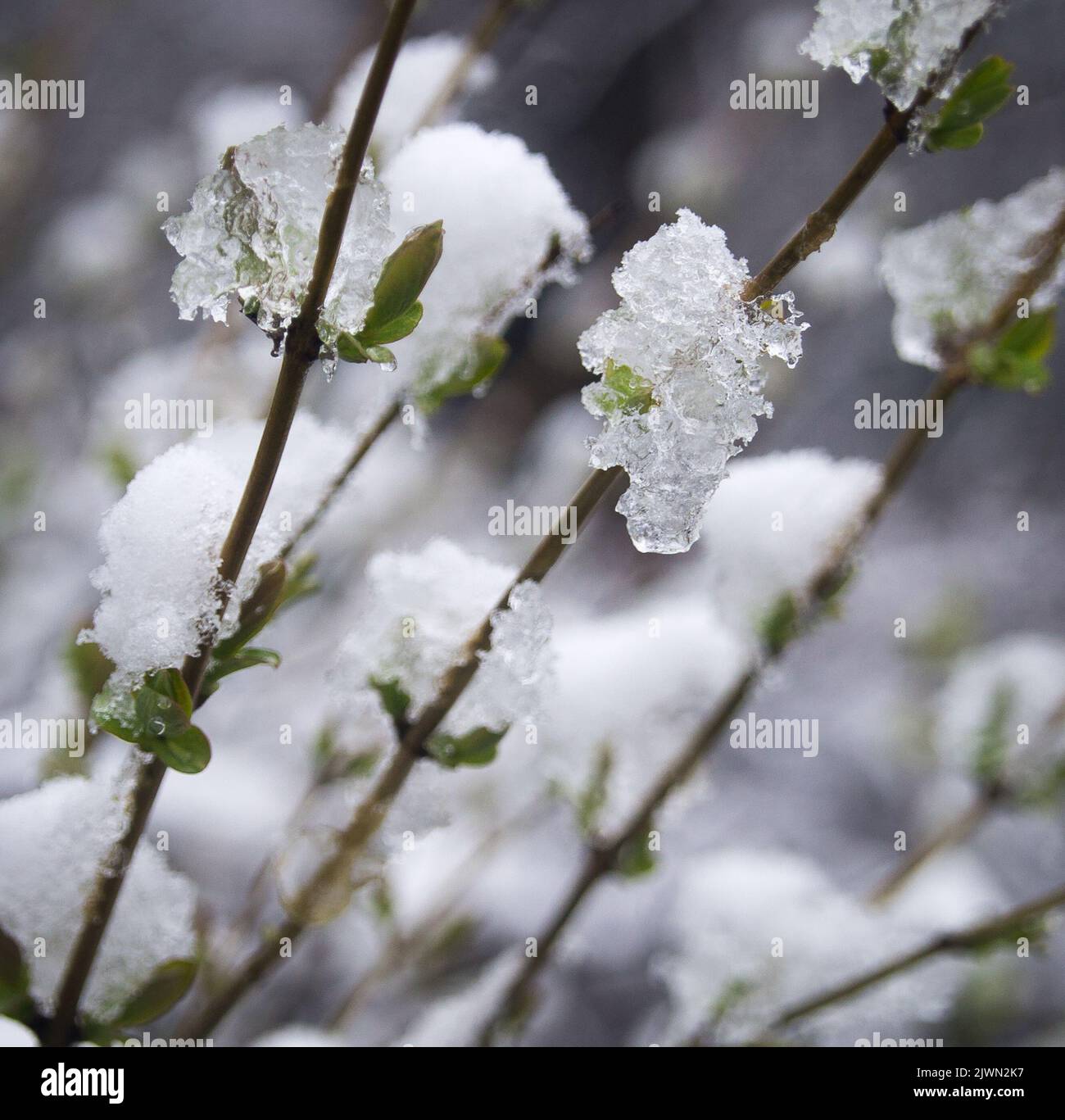 Fonte de la neige Banque de photographies et d’images à haute ...