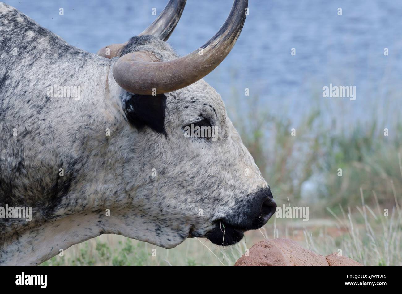 Bos taurus taurus Banque de photographies et d’images à haute ...