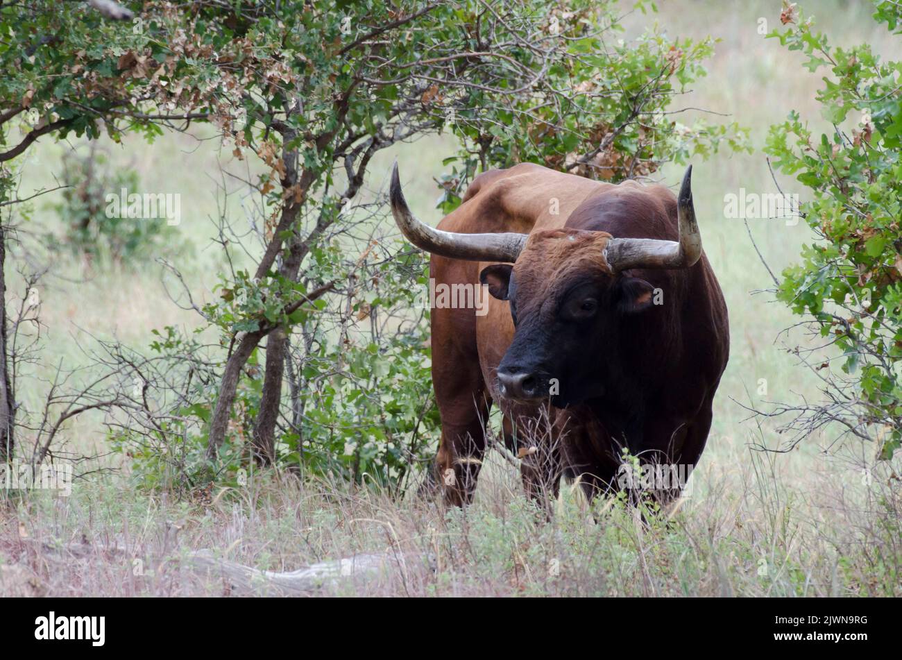 Bos taurus taurus Banque de photographies et d’images à haute ...