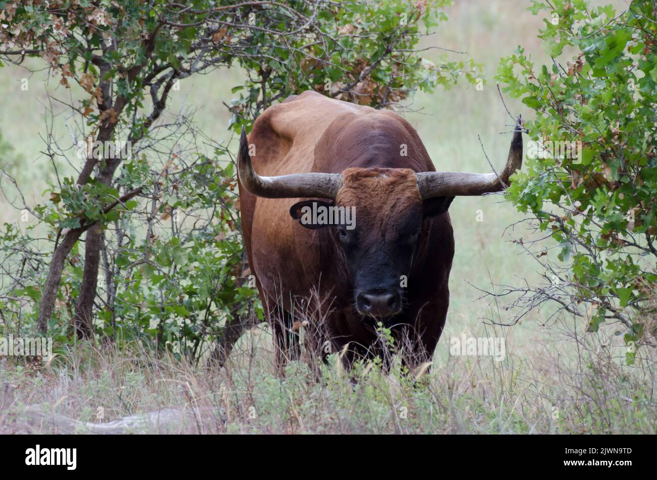 Bos taurus taurus Banque de photographies et d’images à haute ...