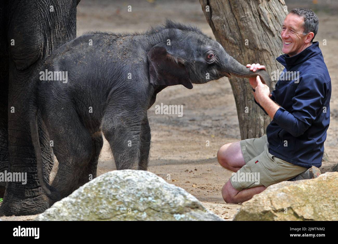 Le gardien Gary Hampson tient le coffre du bébé éléphant de veau de ...