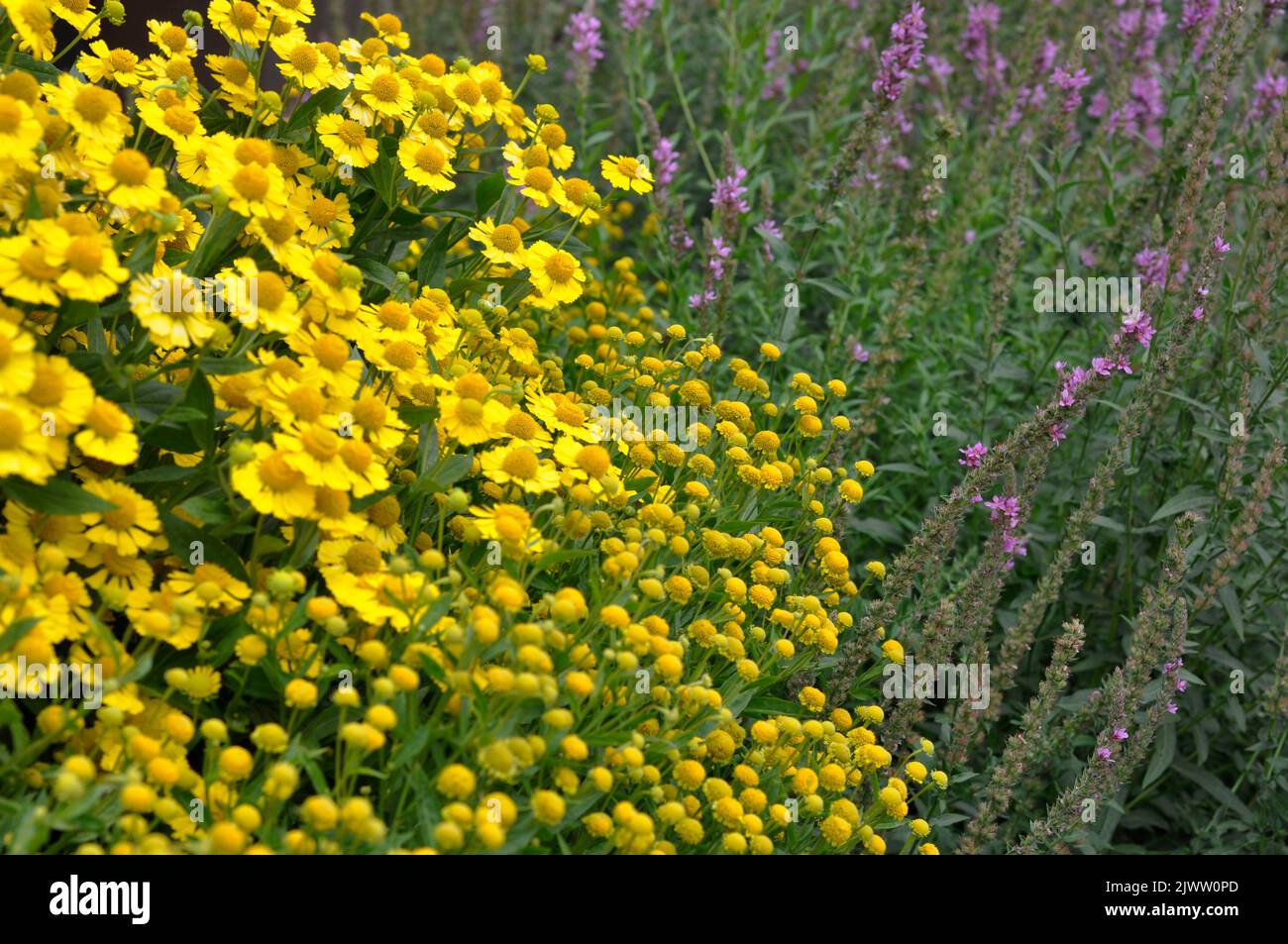 Chrysanthemum multiflora Banque de photographies et d’images à haute ...