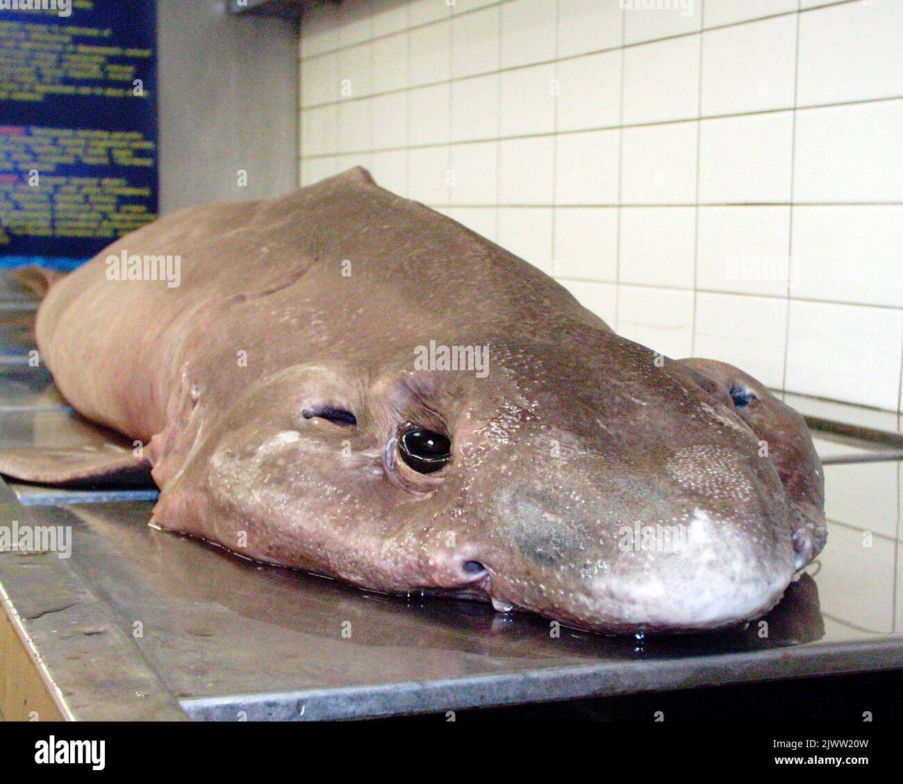 Le faux requin-chat, le premier de ses espèces à avoir été capturé par ...