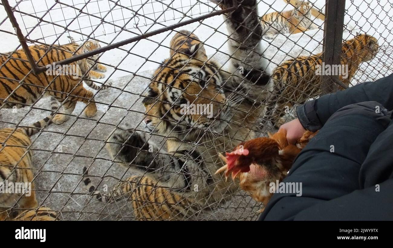 L'un des tigres sibériens de Harbin tue un nouveau jour lundi, 5 ...