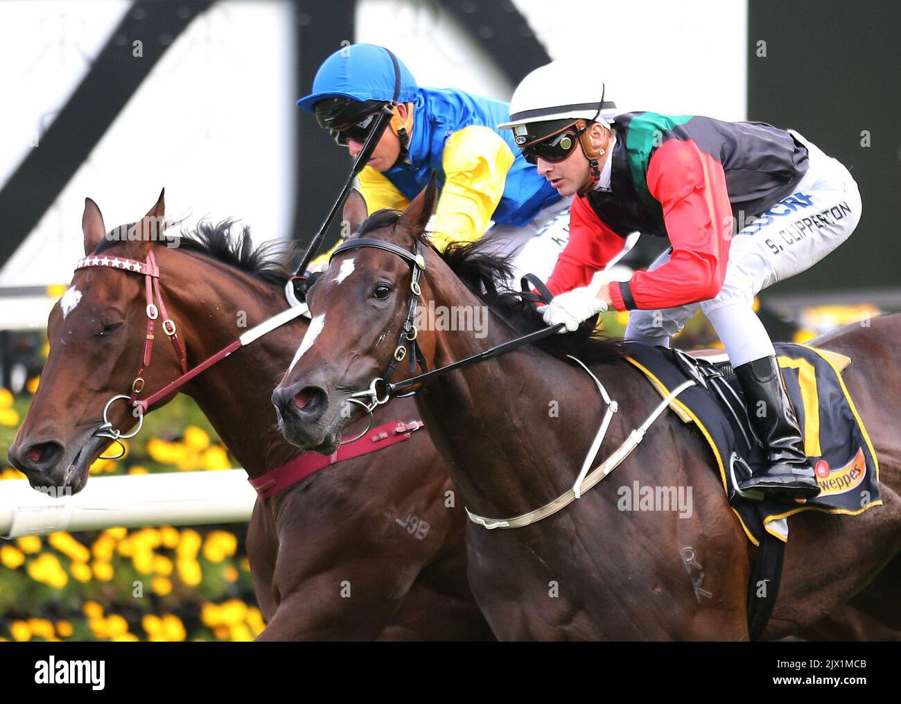 English(Right), monté par Sam Clipperton, remporte la course de tous ...