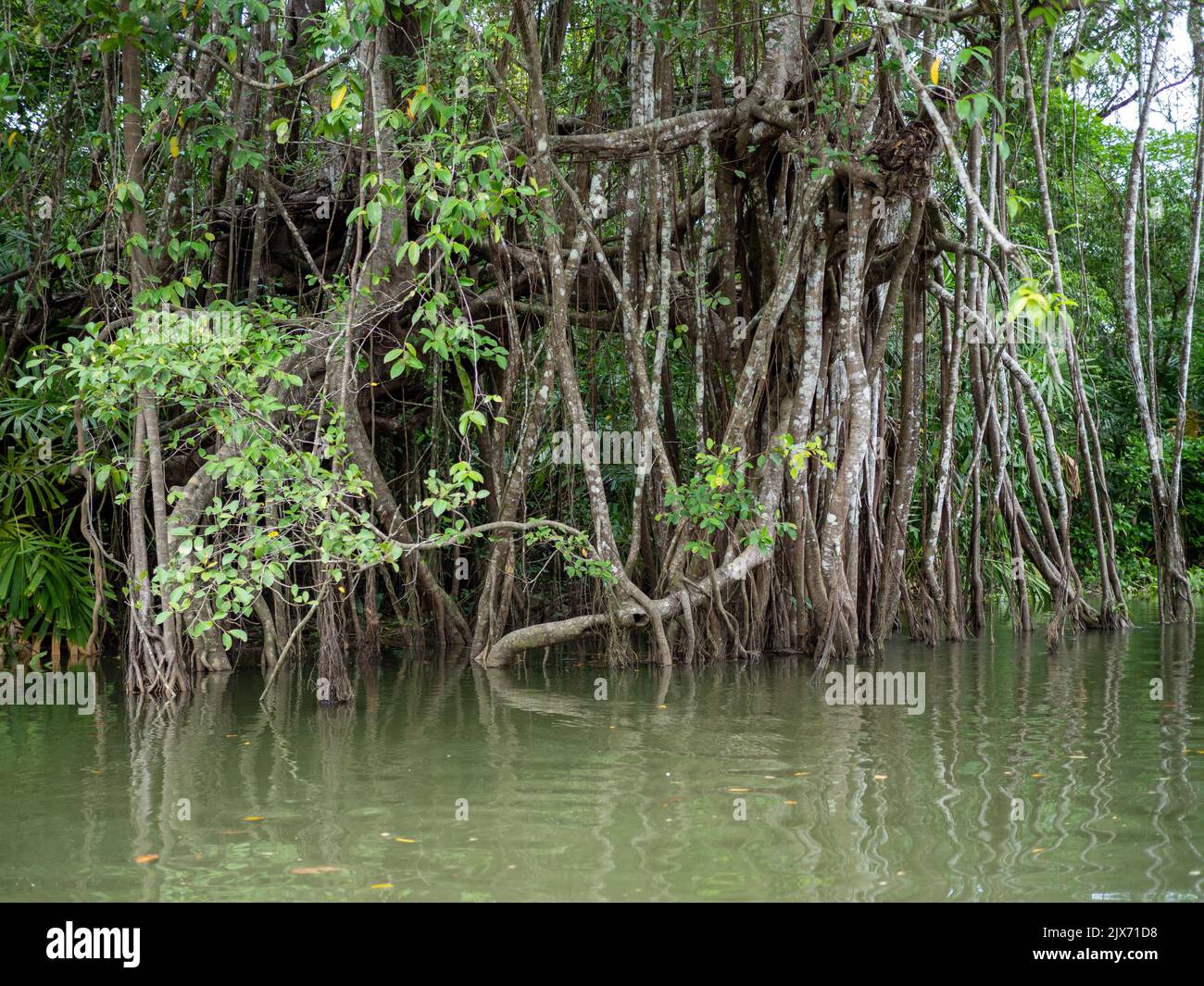 Le vieux banyan Tree est originaire de la petite Amazonie ou de Khlong ...