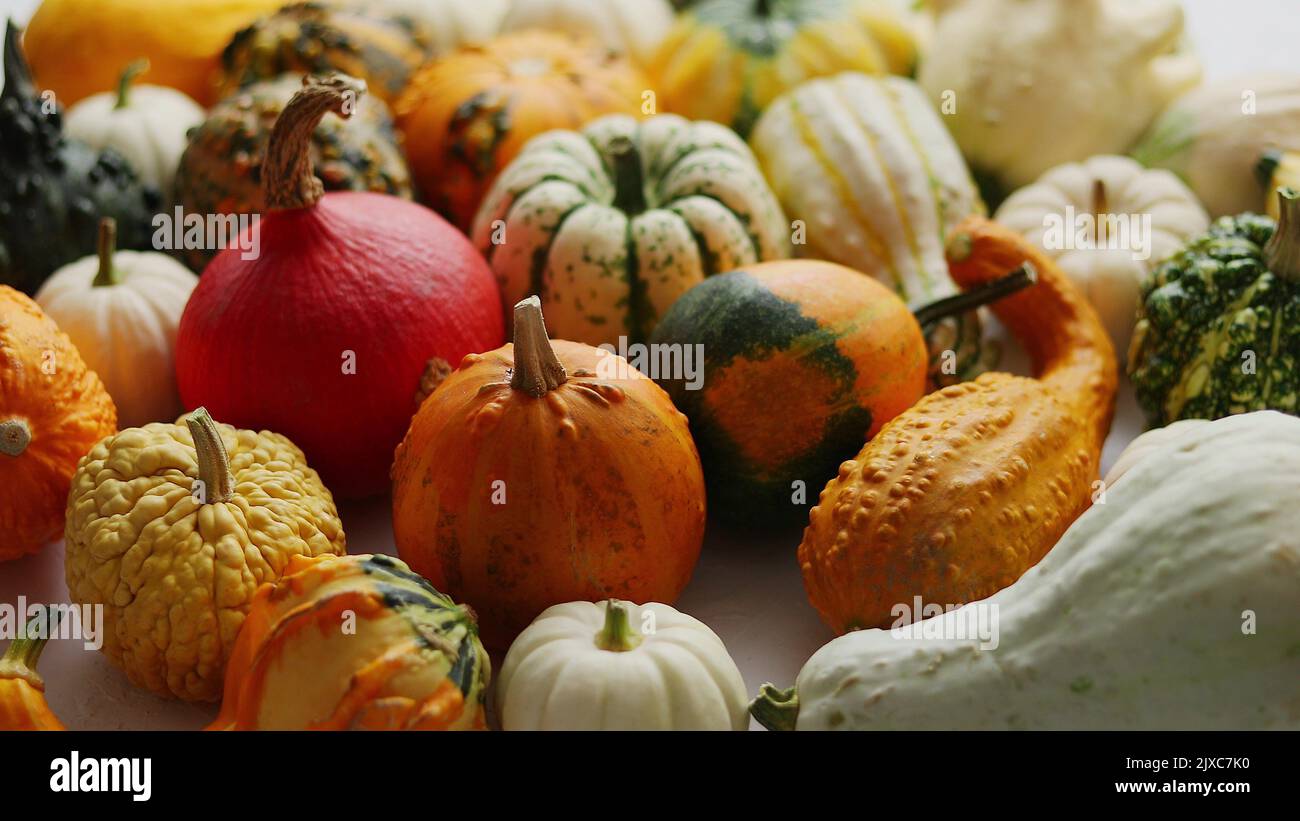Citrouilles de couleur de différentes variétés et de différents types ...