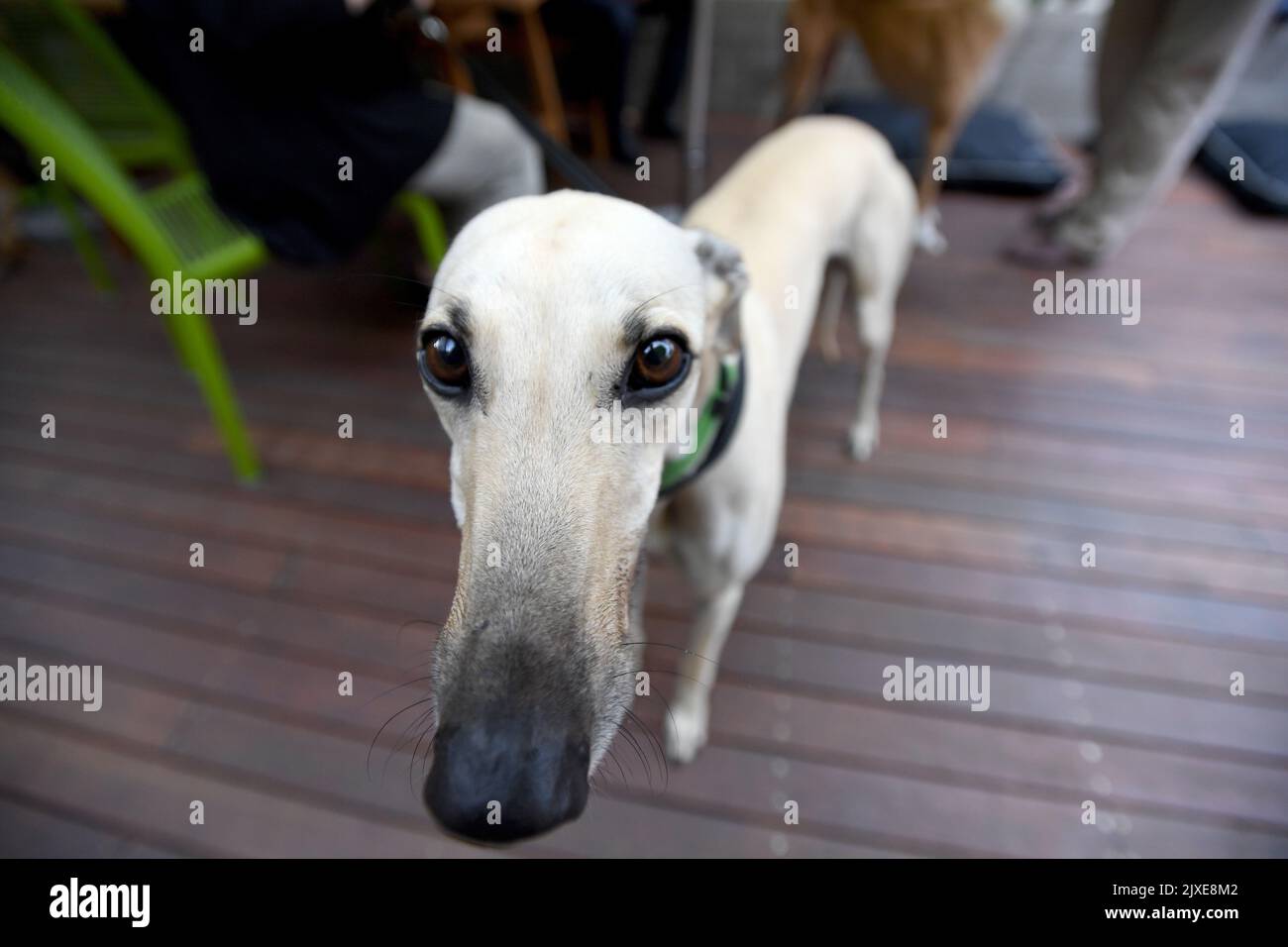 Un lévrier au Greyhound adoption Program (GAP) Cafe, Melbourne ...