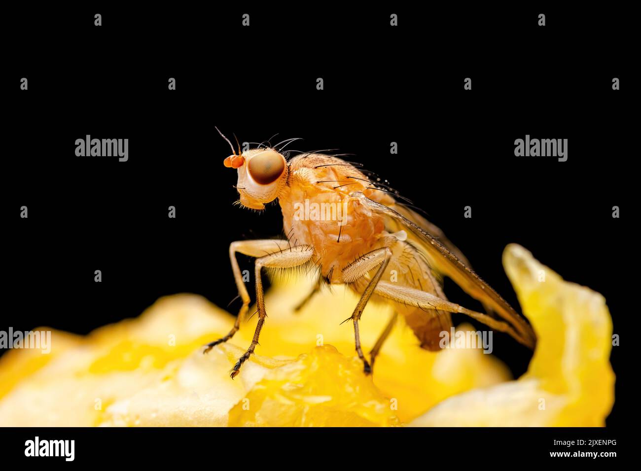 Fruit fly drosophila melanogaster wing Banque de photographies et d ...