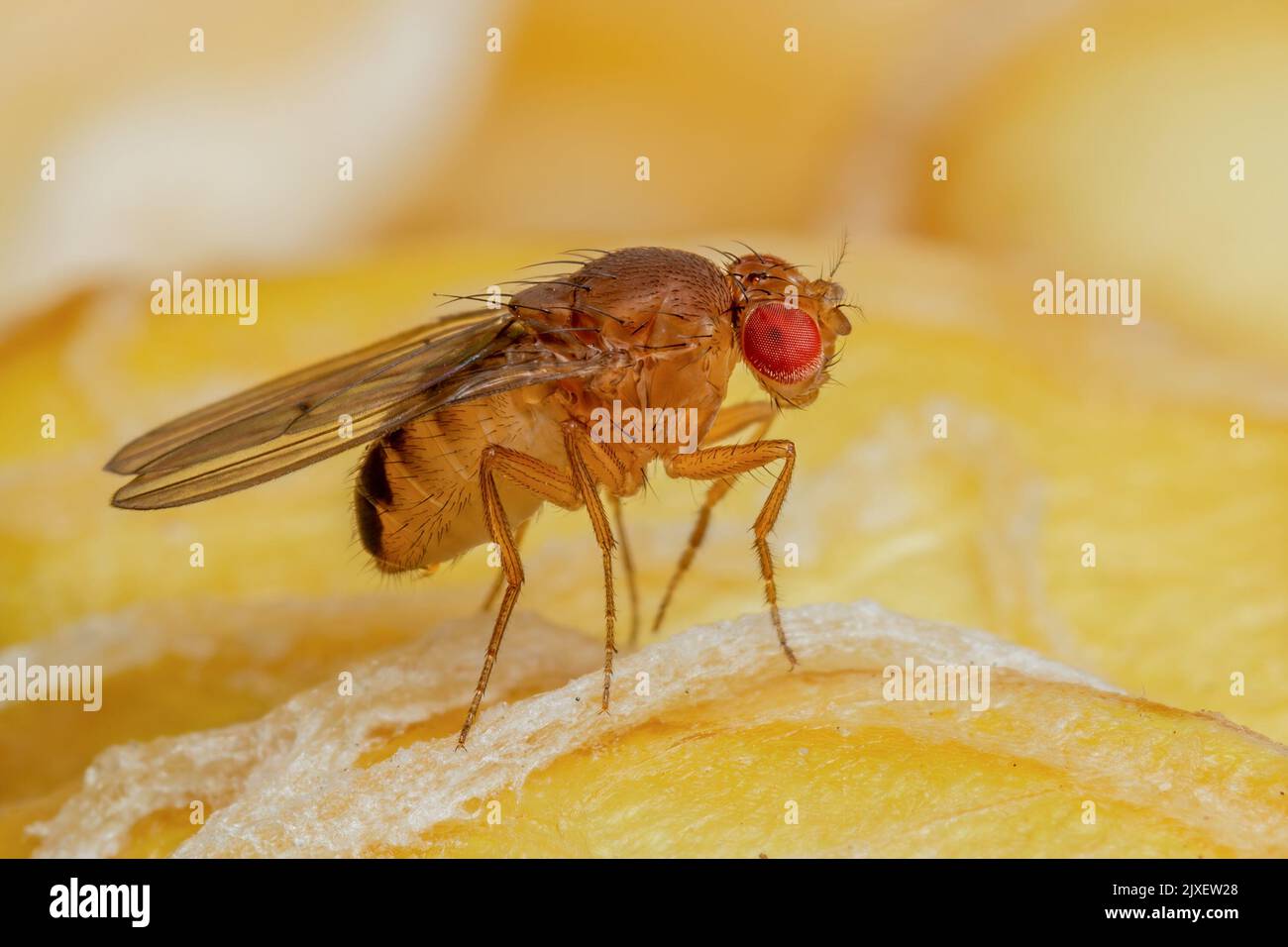Fruit fly drosophila melanogaster wing Banque de photographies et d ...