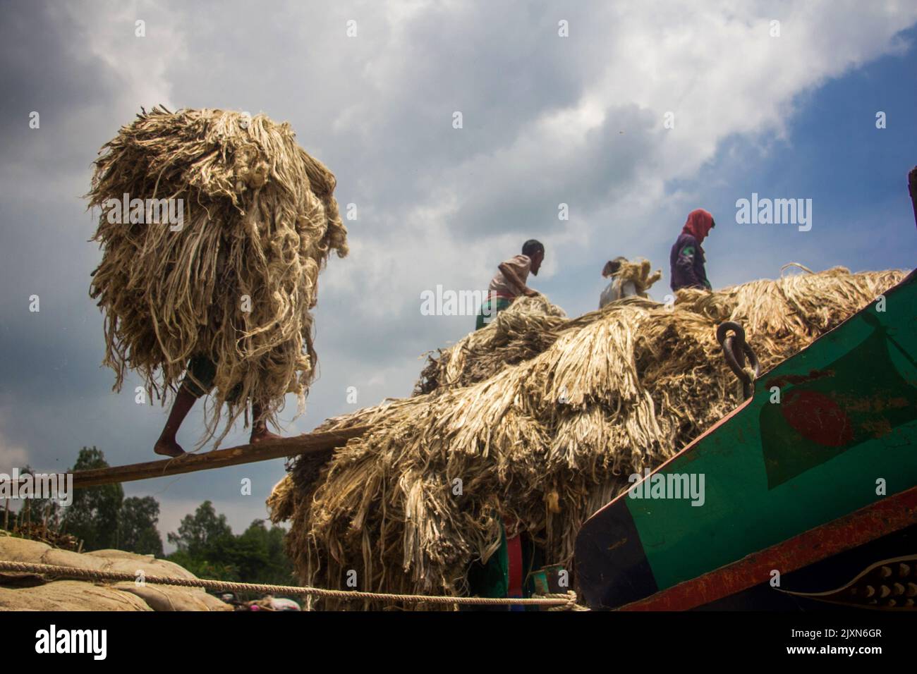 (8/22/2022) plante à fibres dicotylédenes jute du genre Corchorus, ordre des Tiliaceae. Le jute ...
