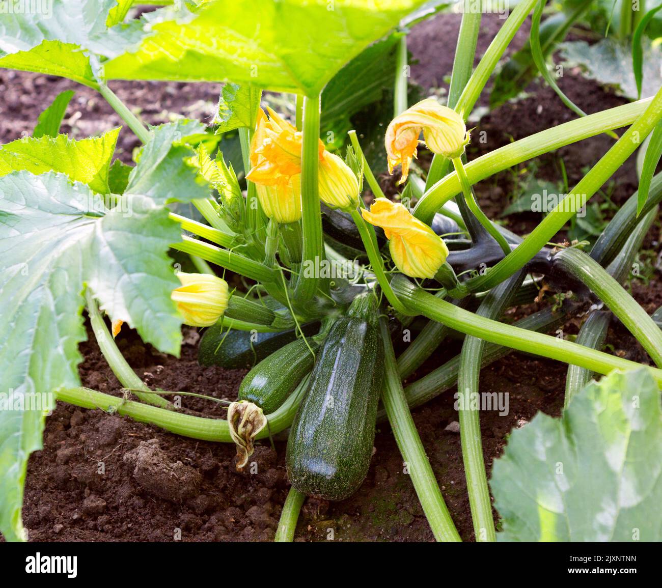 Usine de zucchini. Courgettes avec fleurs et fruits dans le champ ...