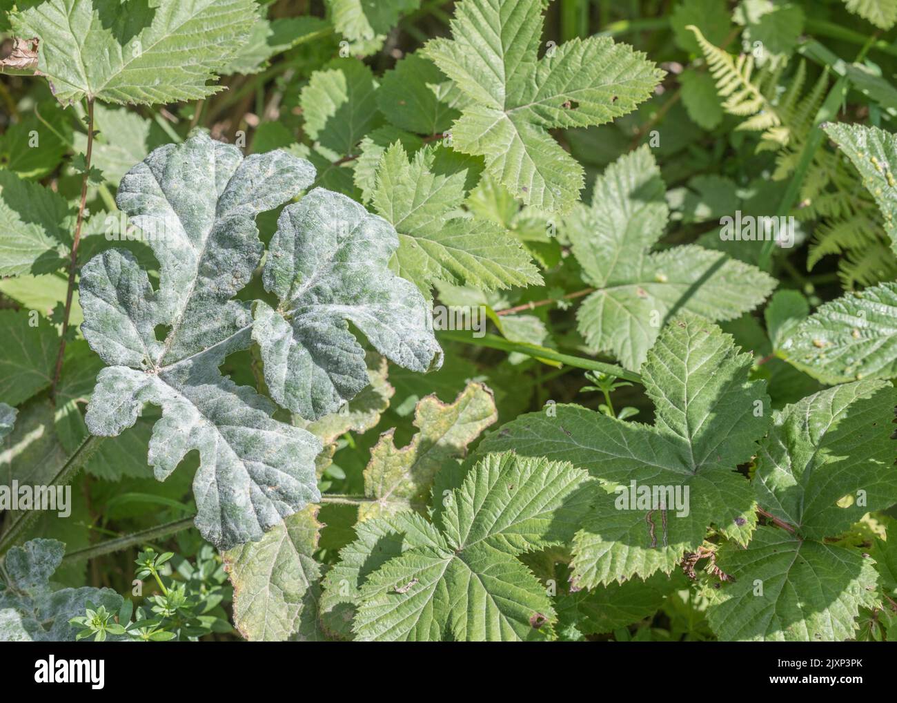 Feuille malade heracleum sphondylium Banque de photographies et d ...