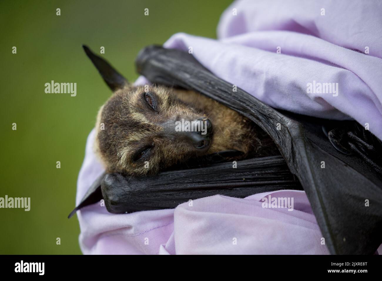 Dans un fichier 27 novembre 2018, Vicki Shephard, coordinatrice du Far ...