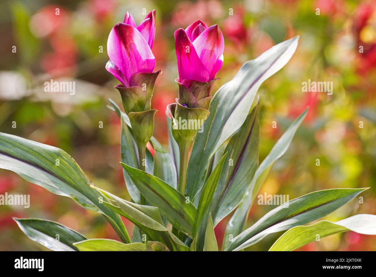 Feuille de curcuma longa Banque de photographies et d’images à haute ...