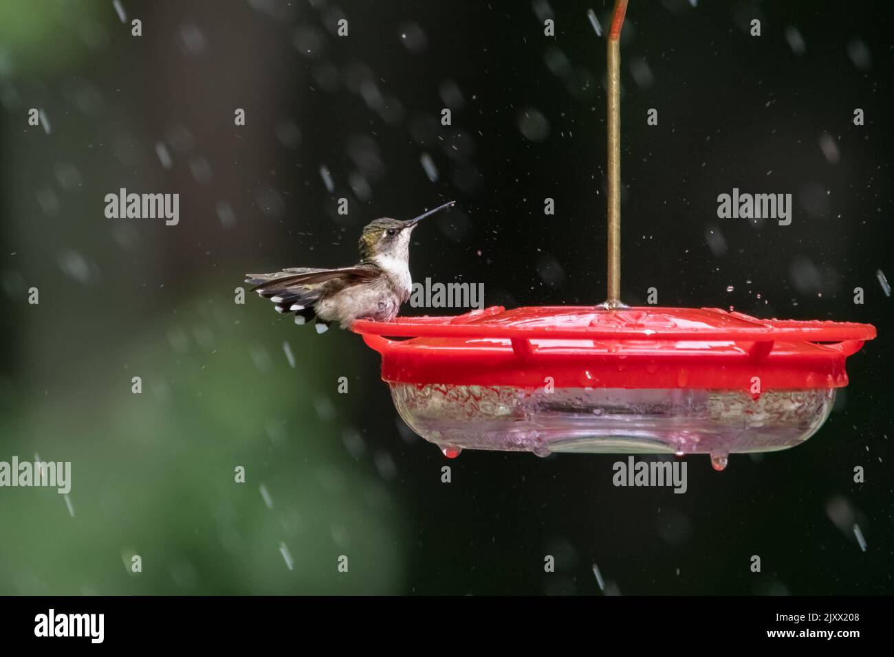 Colibri sous la pluie Banque de photographies et d’images à haute ...