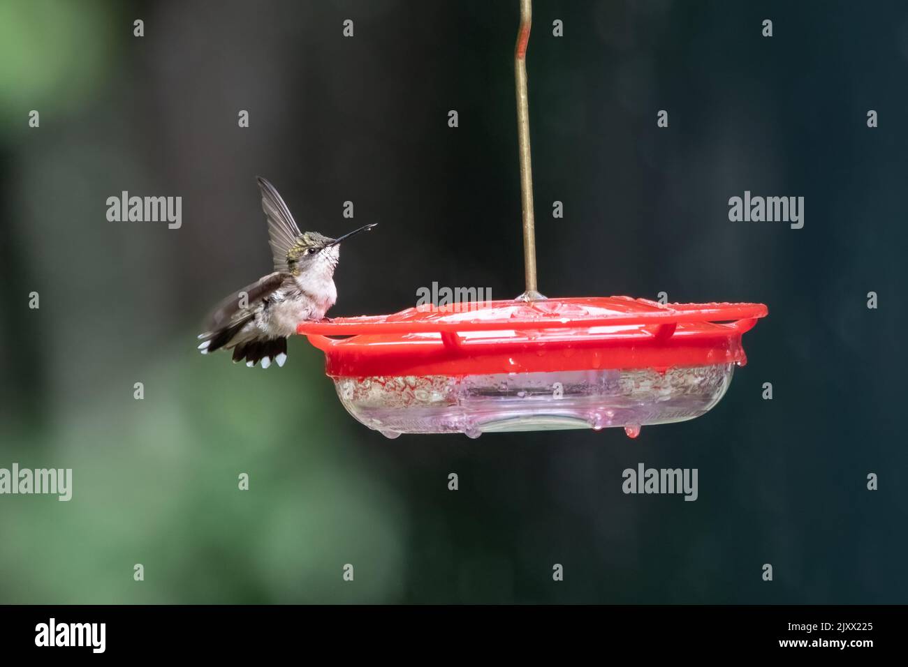 Colibri sous la pluie Banque de photographies et d’images à haute ...