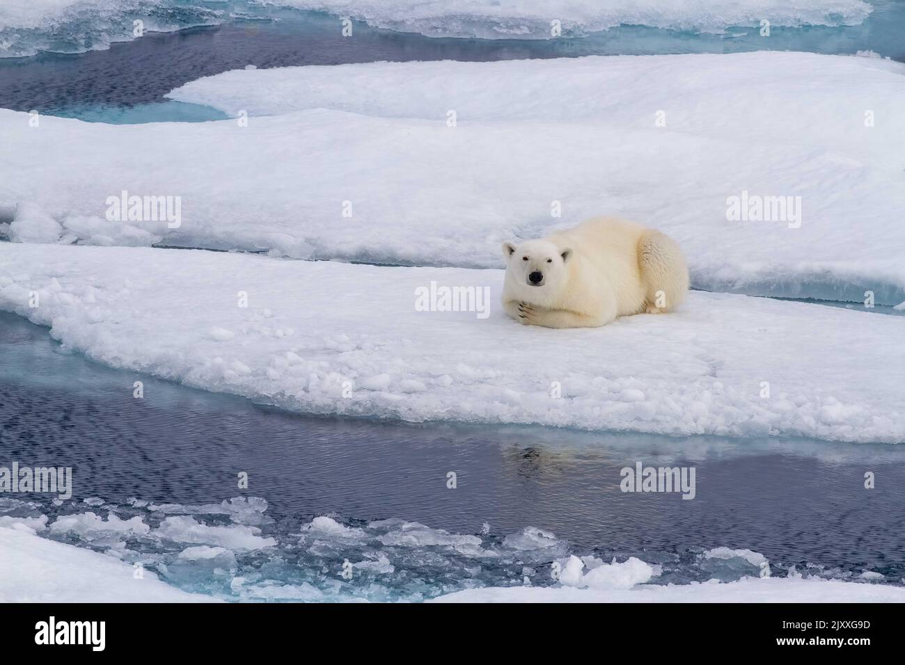 Ours polaire reposant sur la banquise dans la baie de Viscount Melville ...