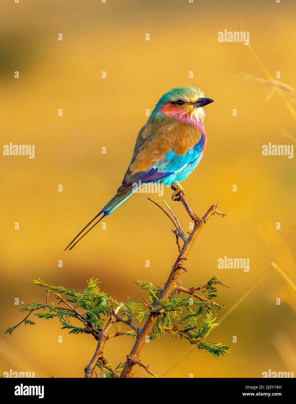 Oiseau oiseaux faune africain Banque de photographies et d’images à ...