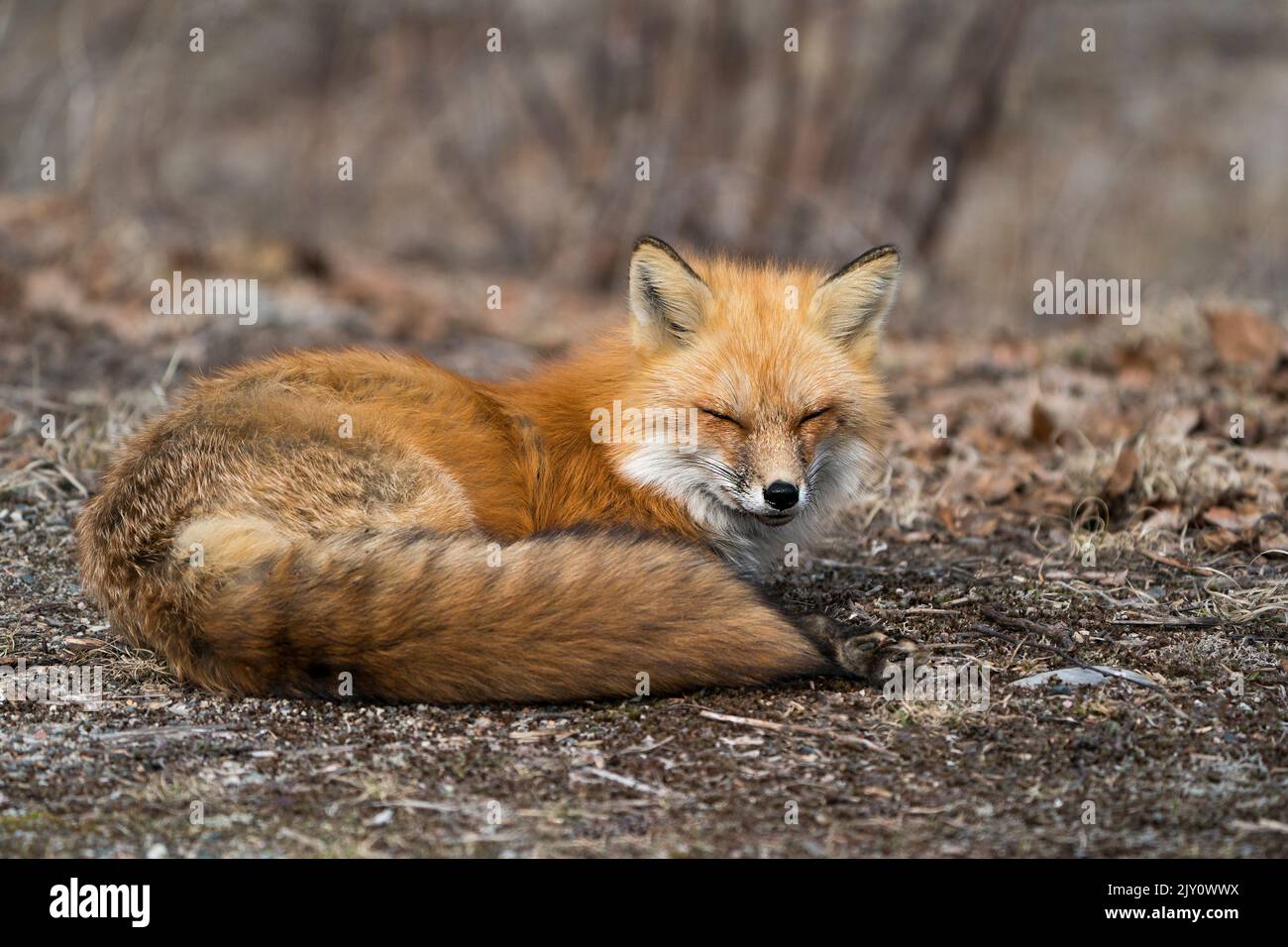 Queue au repos Banque de photographies et d’images à haute résolution ...
