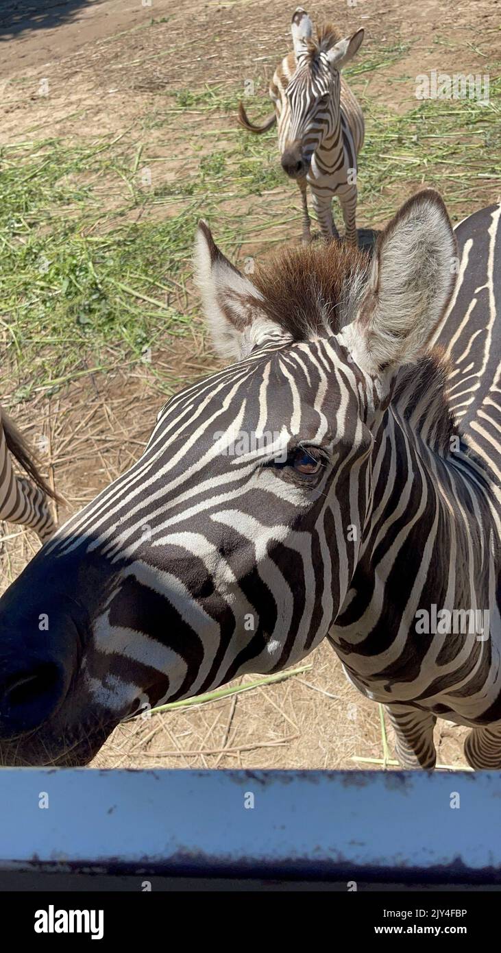 Biblical zoo Banque de photographies et d’images à haute résolution - Alamy