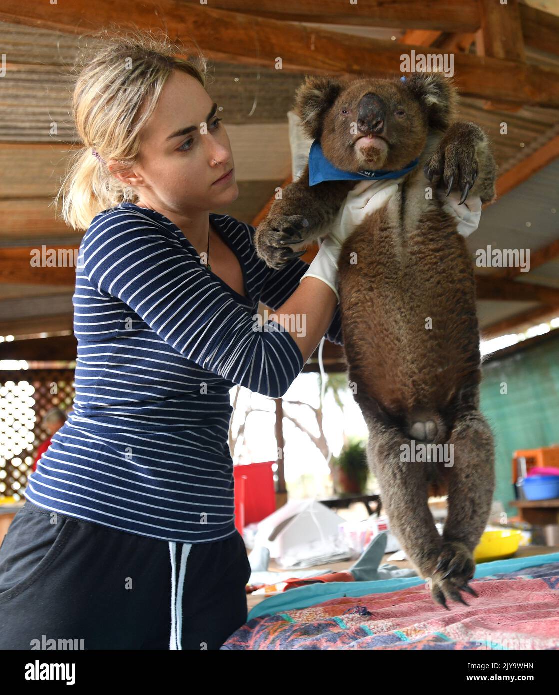 Le volontaire Phoebe Jones aide à traiter un koala au parc animalier de ...