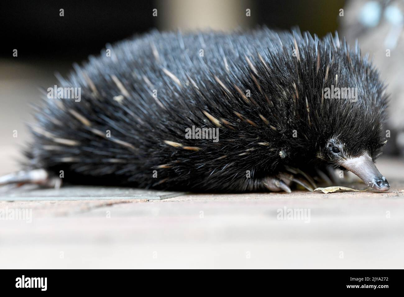 Un Puggle (bébé Echidna) est vu lors d'une visite de l'hôpital de la ...