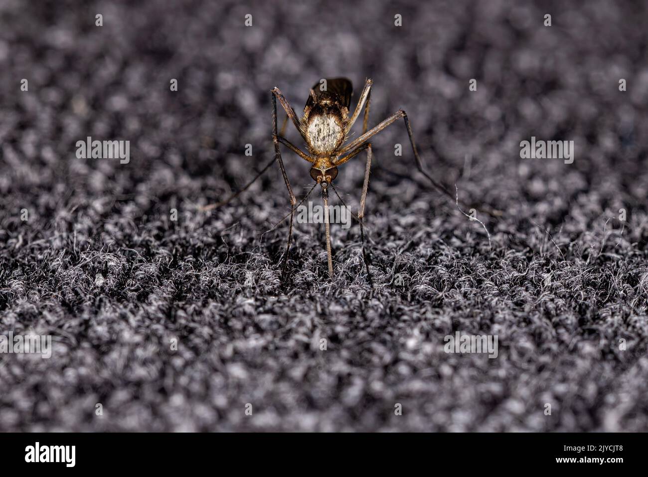 Aedes scapulaire Banque de photographies et d’images à haute résolution ...