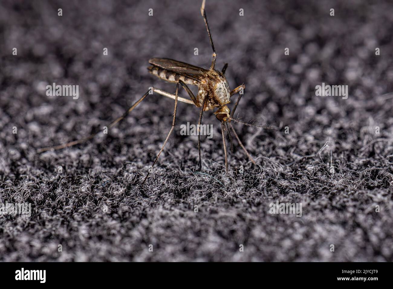 Aedes scapulaire Banque de photographies et d’images à haute résolution ...