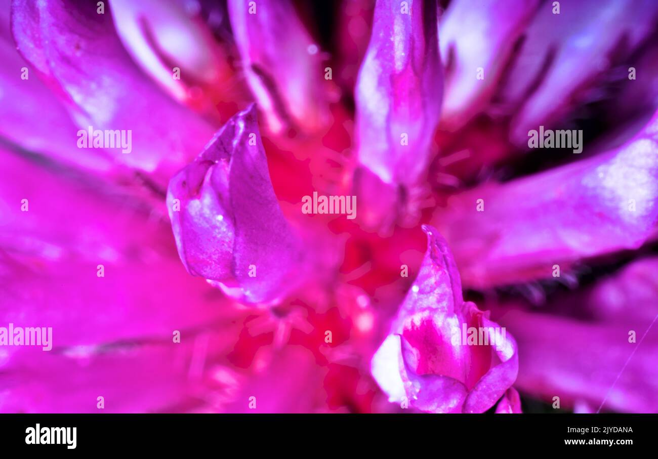 Fleur de trèfle à feuilles larges (Trifolium pratense) ultra macro ...