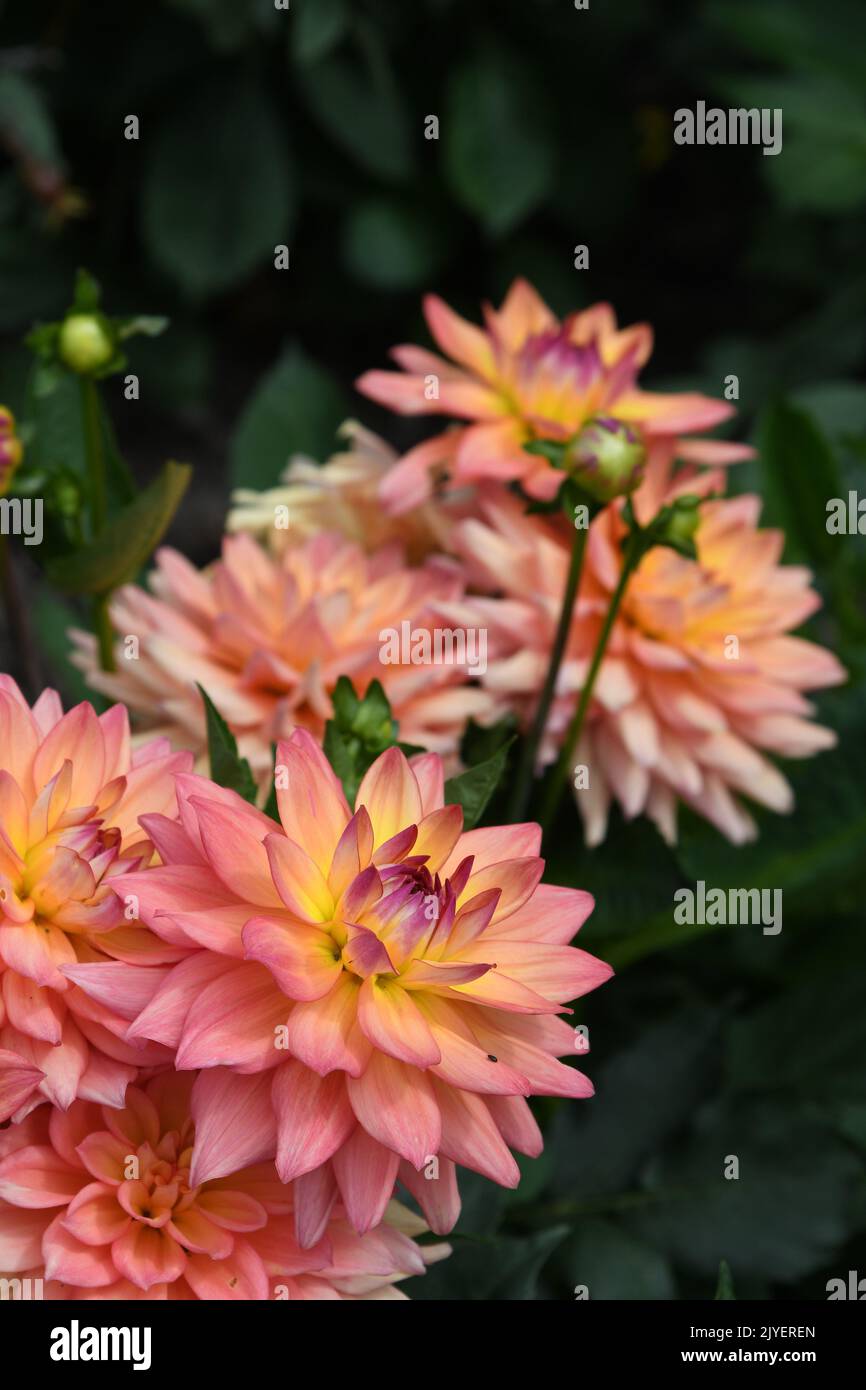 Dora bright Banque de photographies et d’images à haute résolution - Alamy