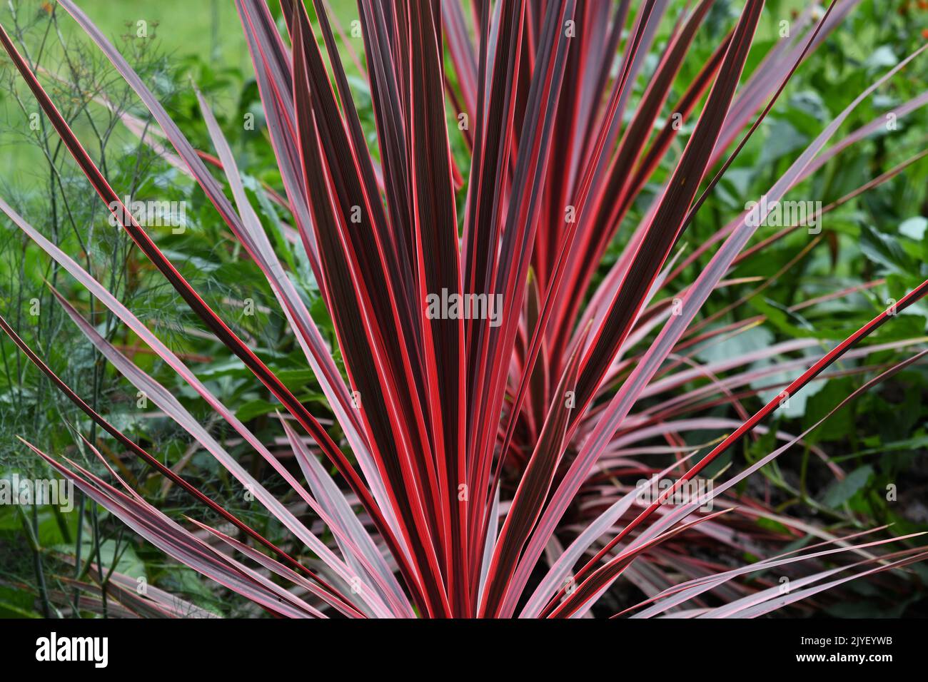 Phormium maori sunrise Banque de photographies et d’images à haute ...
