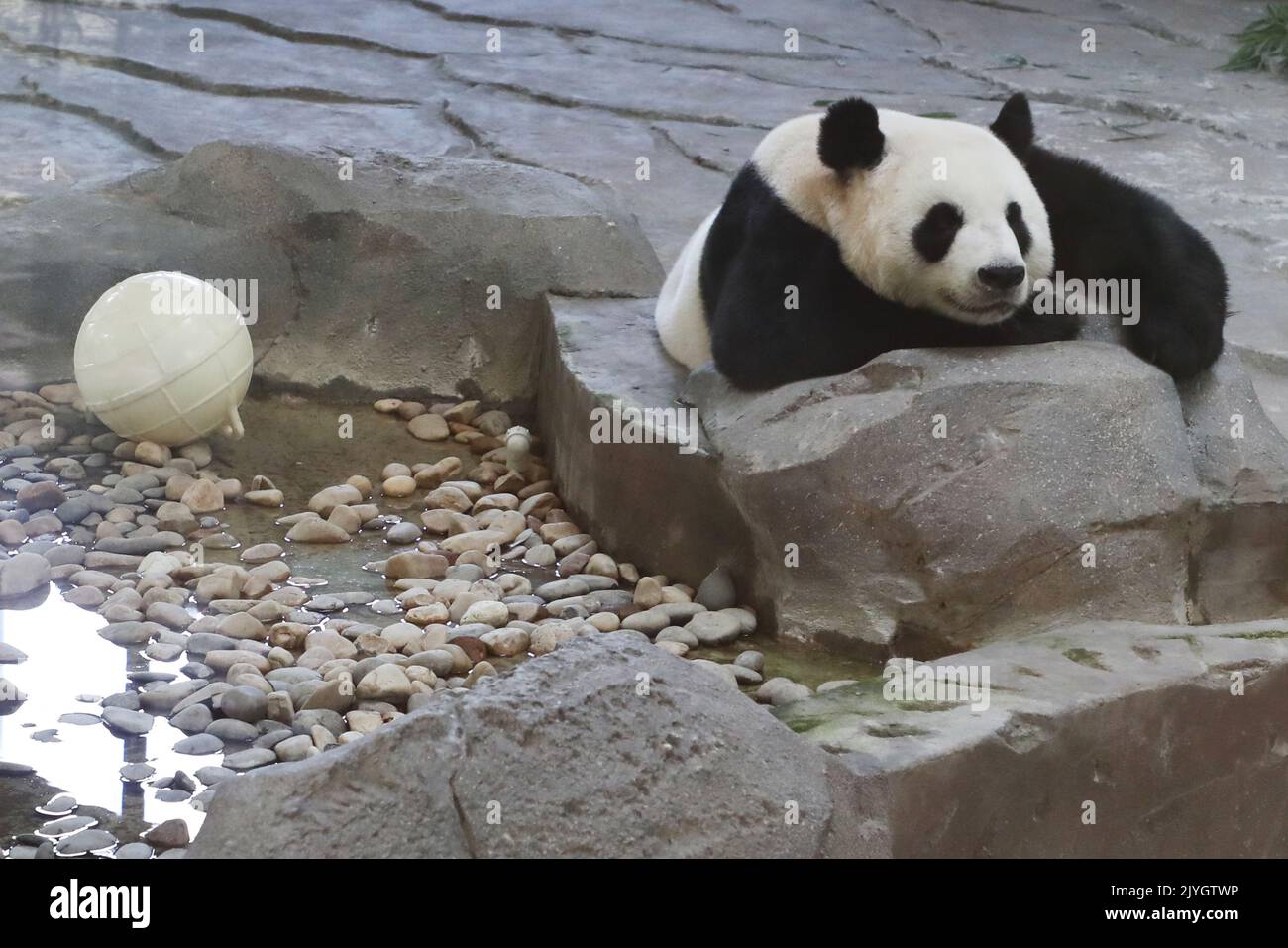 8 septembre 2022, ya'an, ya'an, Chine : Sur 7 septembre 2022, le panda ...