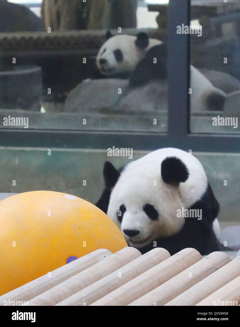 8 septembre 2022, ya'an, ya'an, Chine : Sur 7 septembre 2022, le panda ...