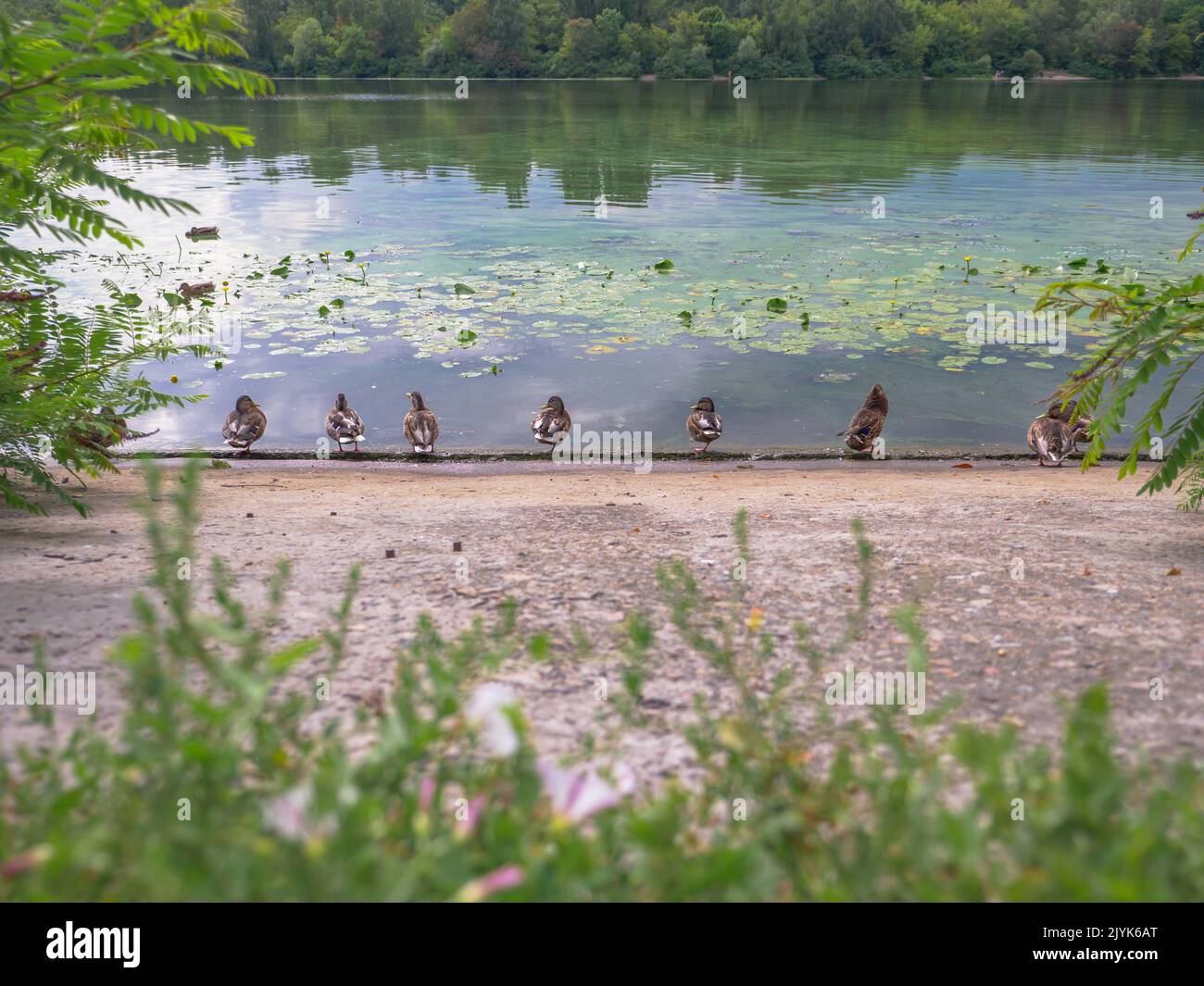 Une rangée de neuf canards assis et reposant sur une rive en béton du ...